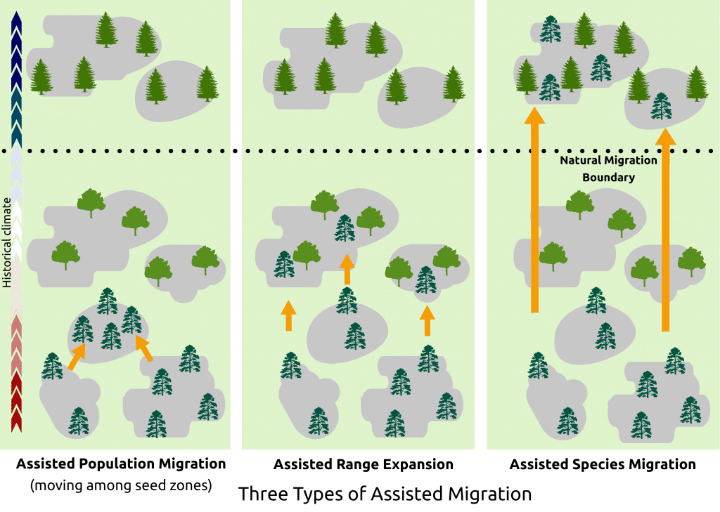 Halleaux: Traveling trees — assisted migration for climate resilience ...